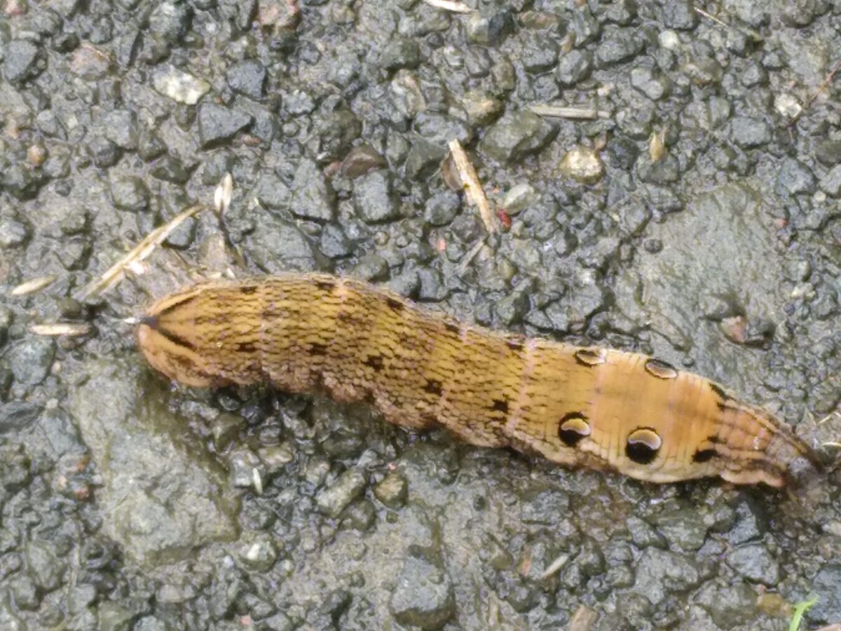 Butterflies and Moths at Easter Breich Wood – Easter Breich Wood