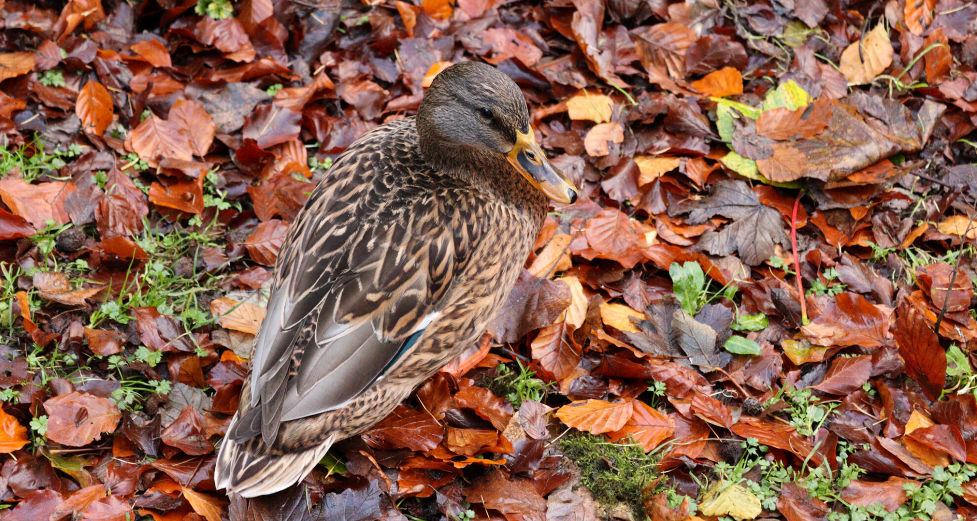 Connecting With Nature In Scotland – Scottish Communities Climate ...